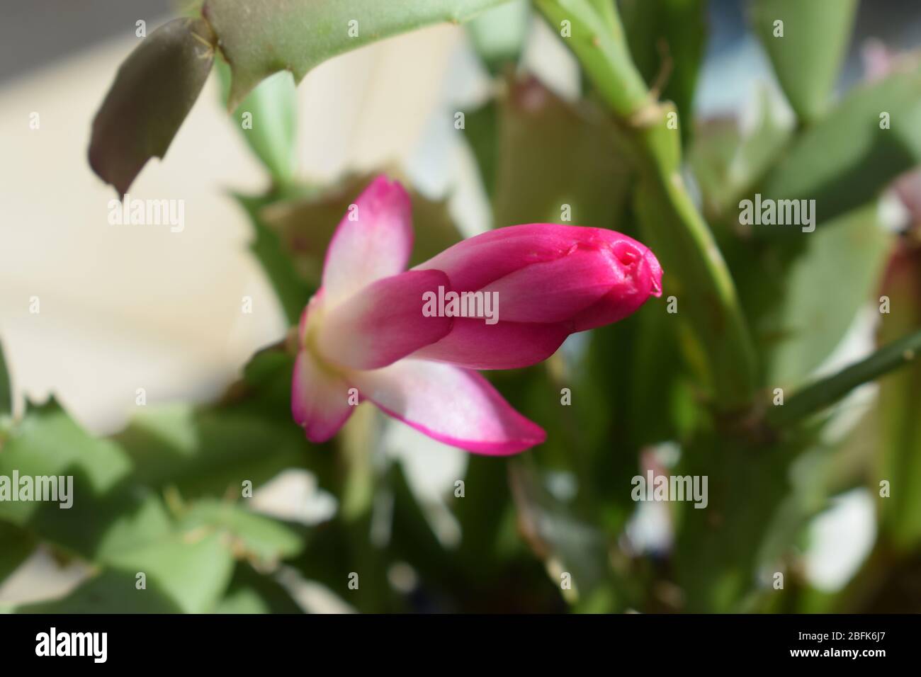 pink cactus flower Stock Photo - Alamy