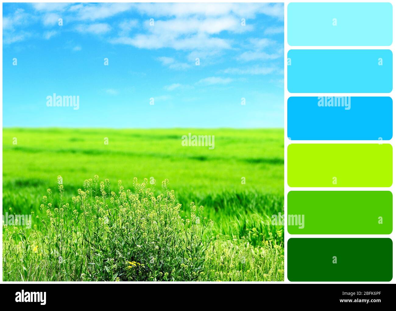 Green spring field and palette of colors Stock Photo - Alamy