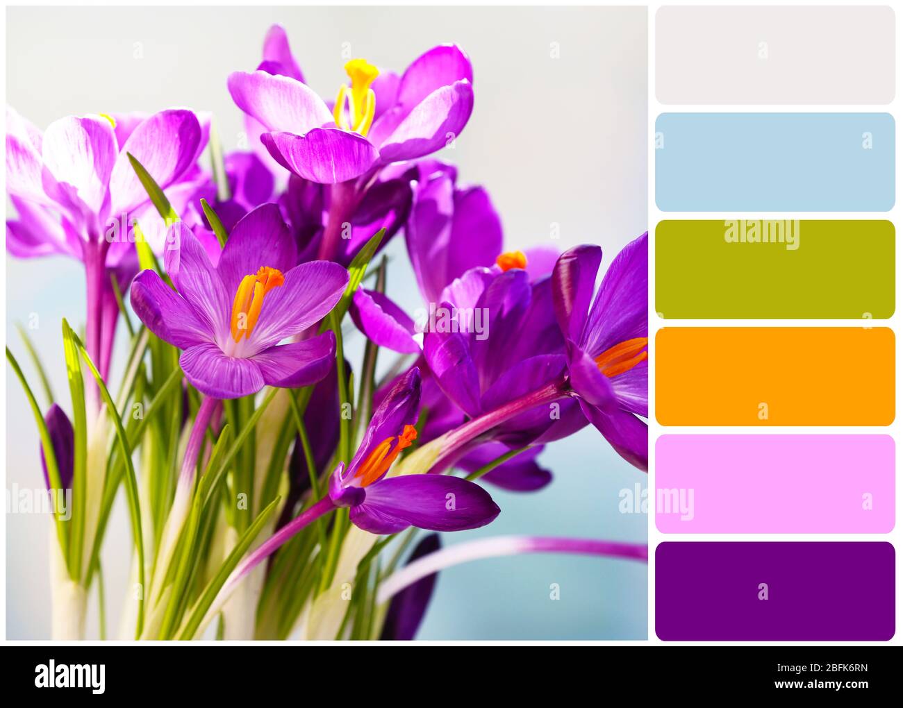 Purple crocus on light background and palette of colors Stock Photo - Alamy