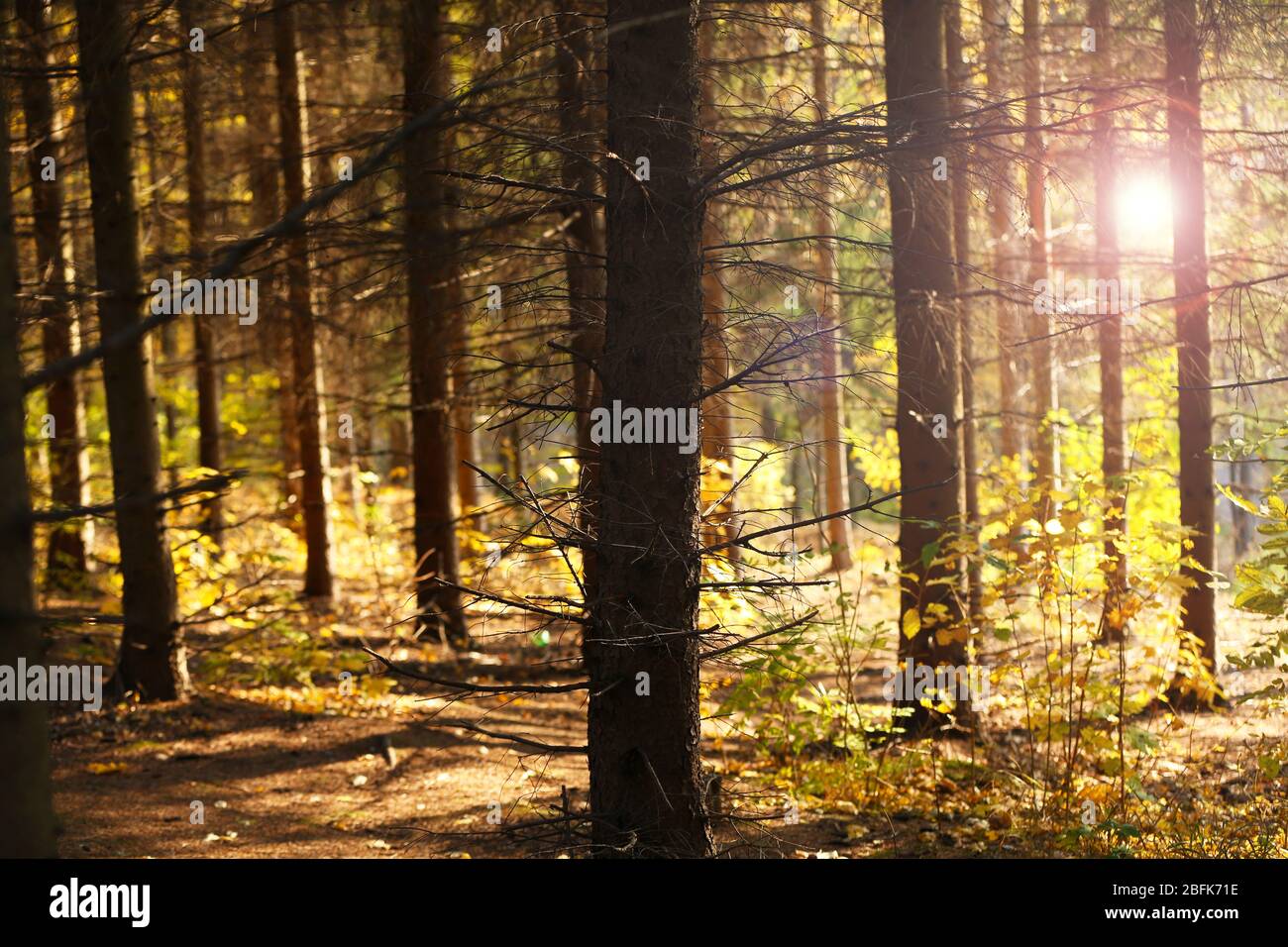 Trees in forest with sunlight Stock Photo - Alamy