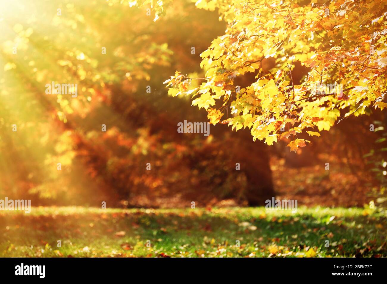 Beautiful autumn trees with sunlight Stock Photo - Alamy