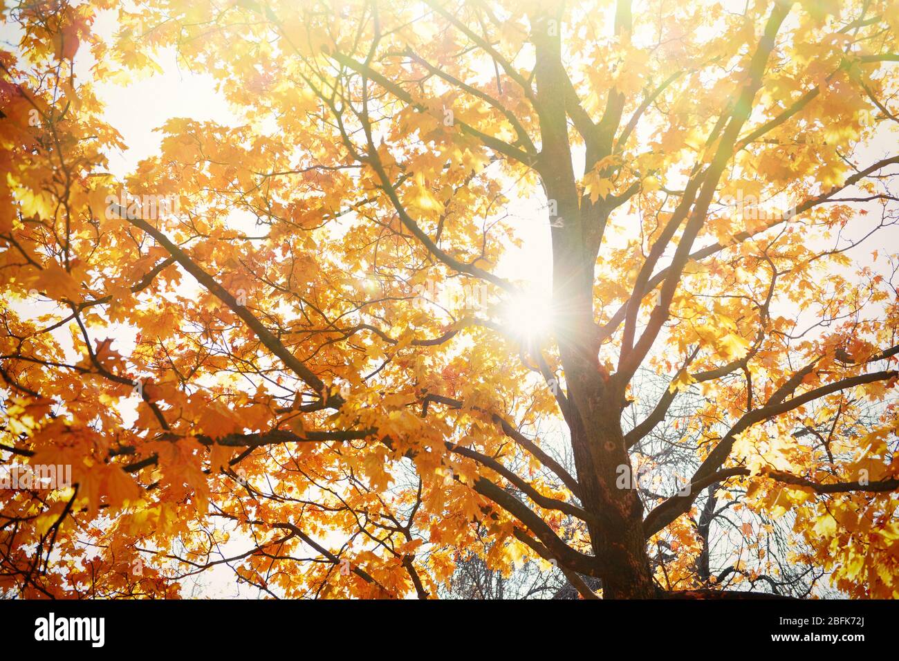 Autumn tree with sunlight Stock Photo - Alamy