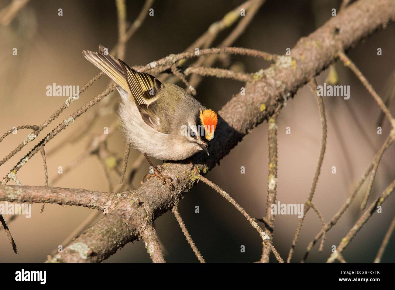 Male golden-crowned kinglet (Regulus satrapa) in spring Stock Photo - Alamy