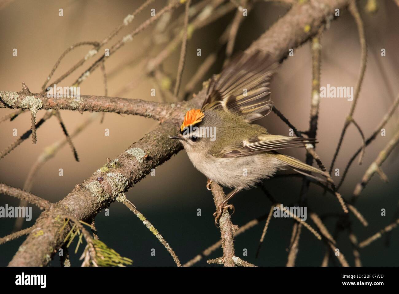 Male golden-crowned kinglet (Regulus satrapa) in spring Stock Photo - Alamy