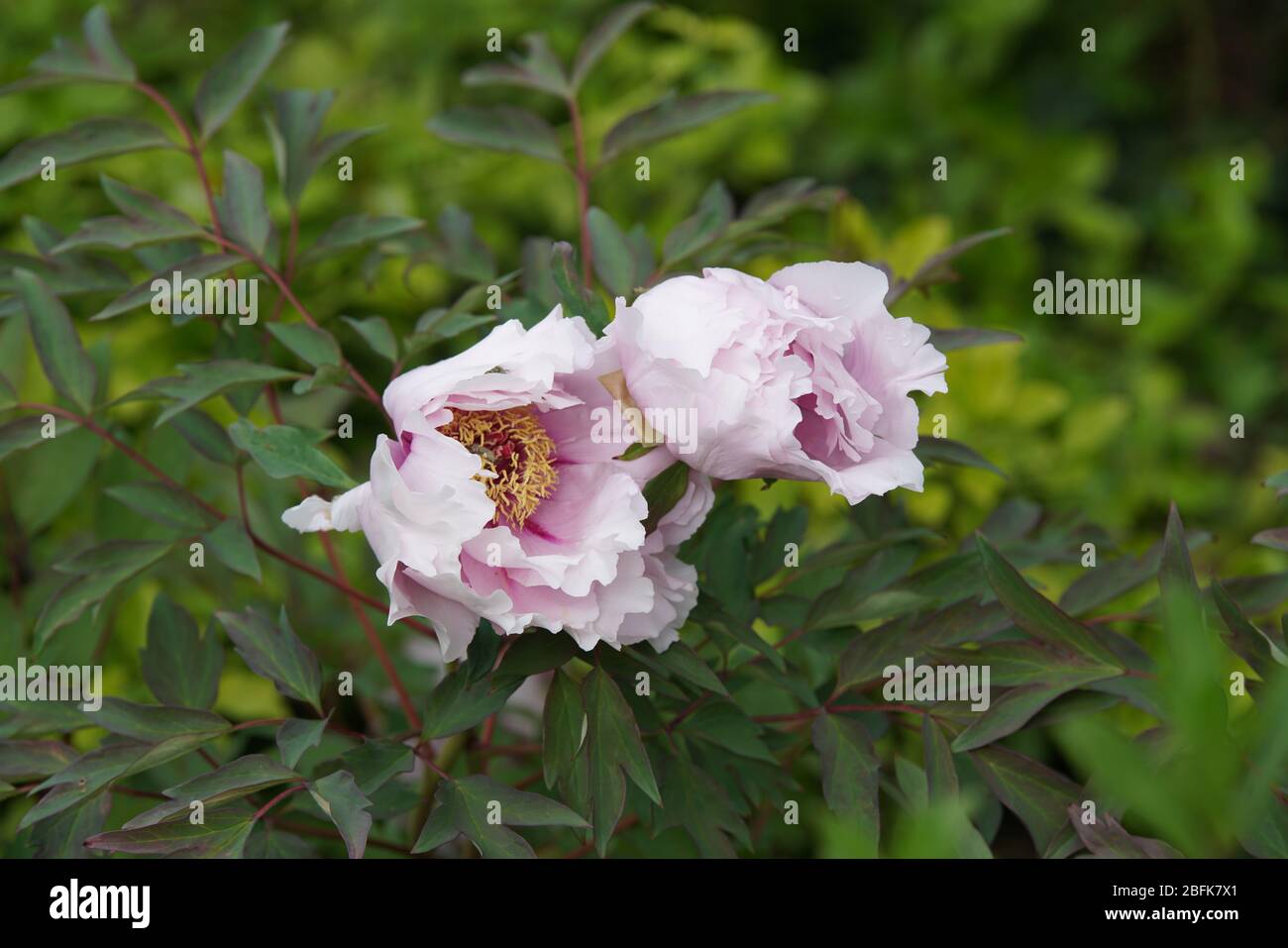 Pfingstrose hi-res stock photography and images - Alamy