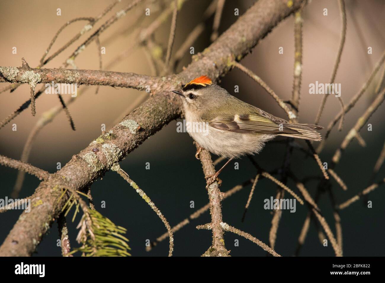 Male golden-crowned kinglet (Regulus satrapa) in spring Stock Photo - Alamy