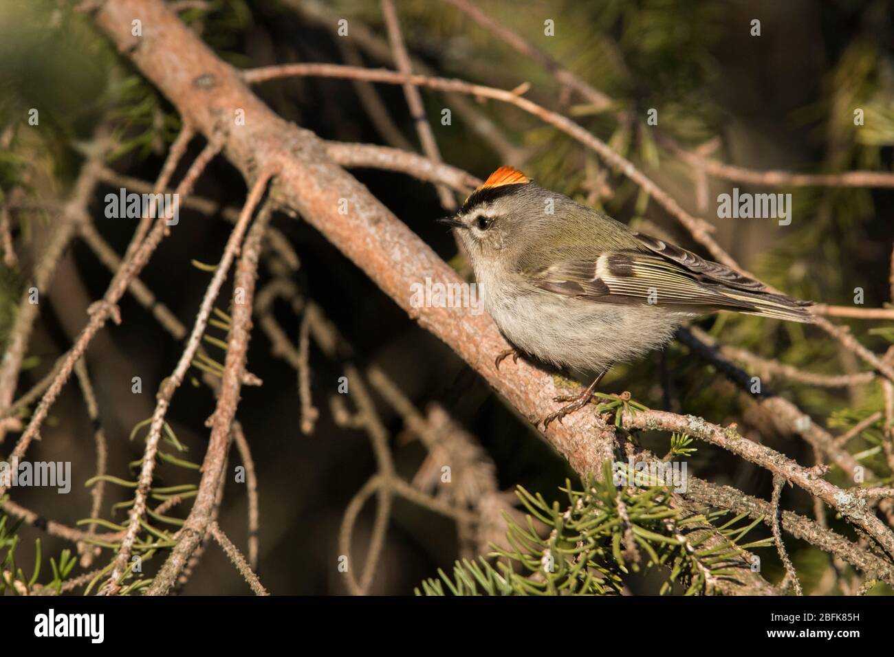 Male golden-crowned kinglet (Regulus satrapa) in spring Stock Photo - Alamy