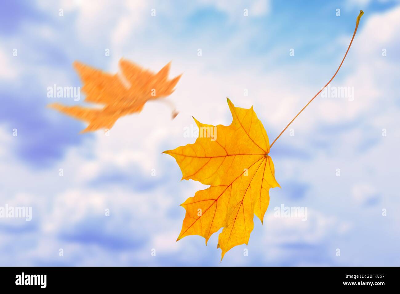 Beautiful autumn leaves flying on a wind Stock Photo - Alamy