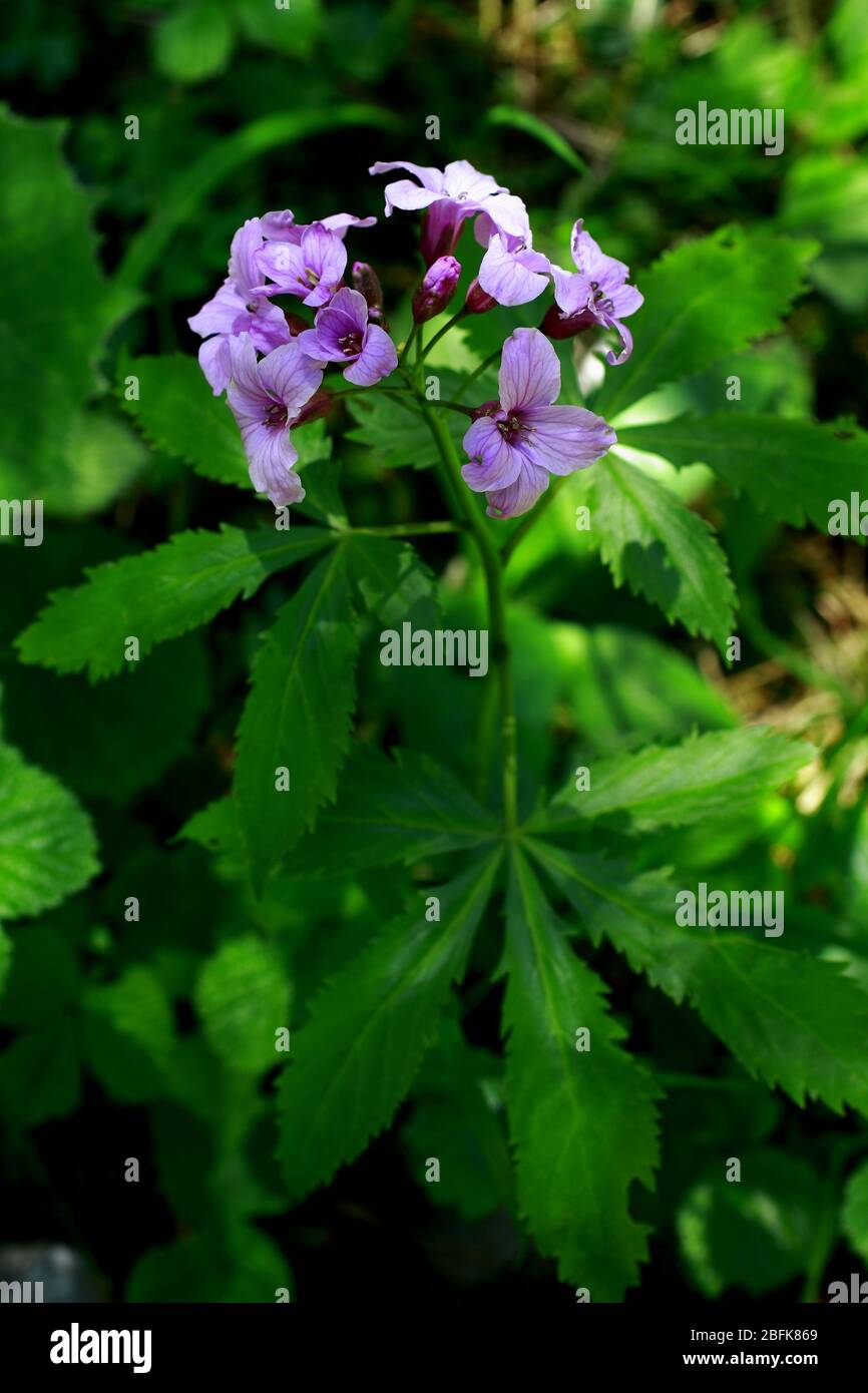 Fünfblättrige Zahnwurz, Cardamine pentaphyllos Stock Photo - Alamy