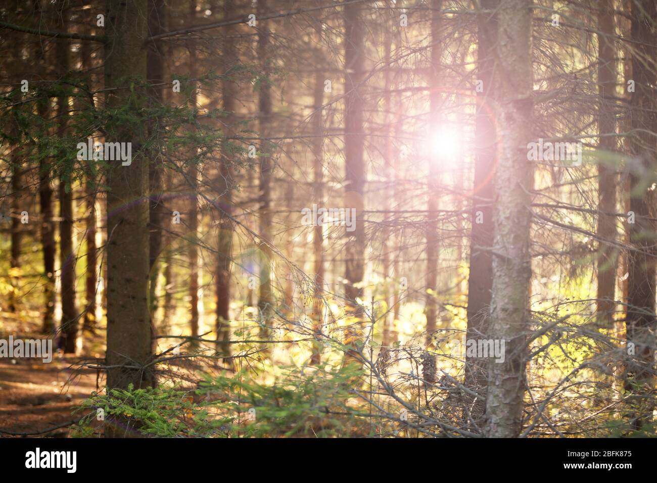 Trees in forest with sunlight Stock Photo - Alamy