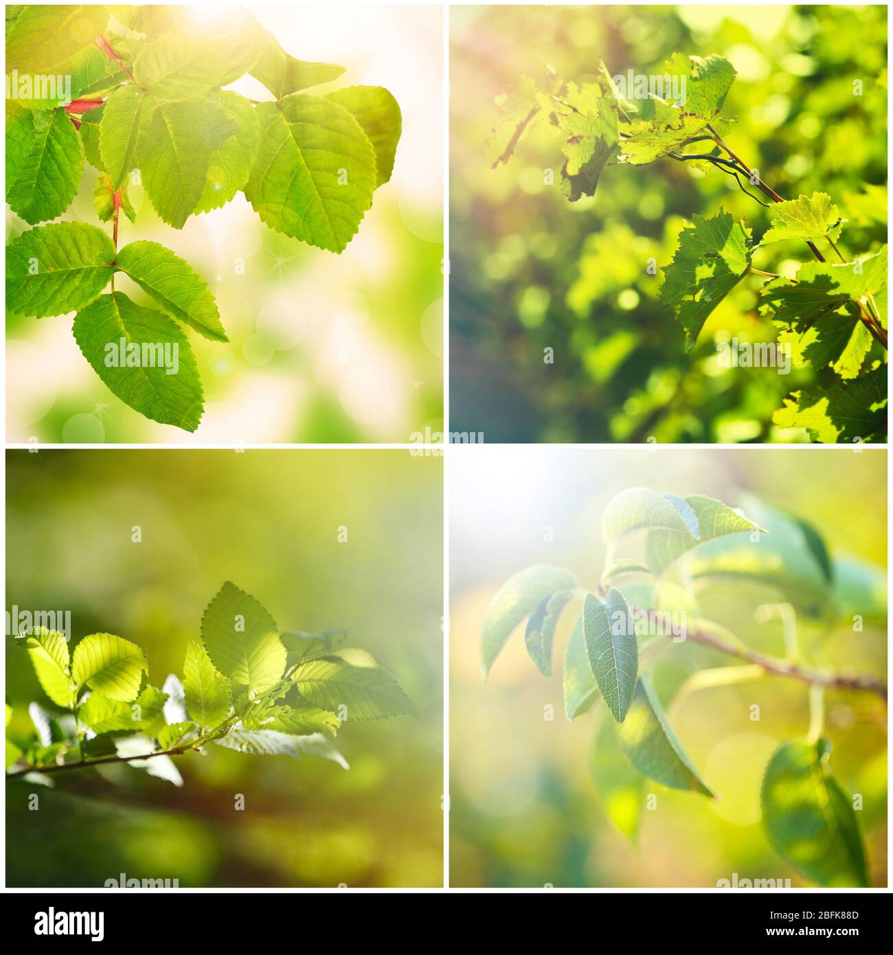 Collage with green leaves on tree Stock Photo - Alamy