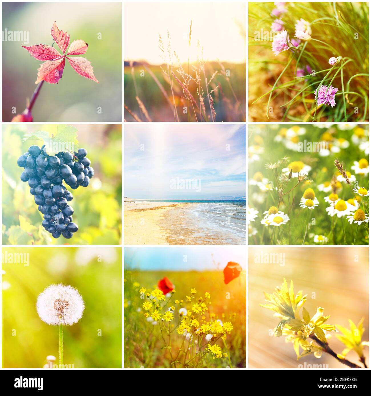 Beautiful nature collage Stock Photo - Alamy