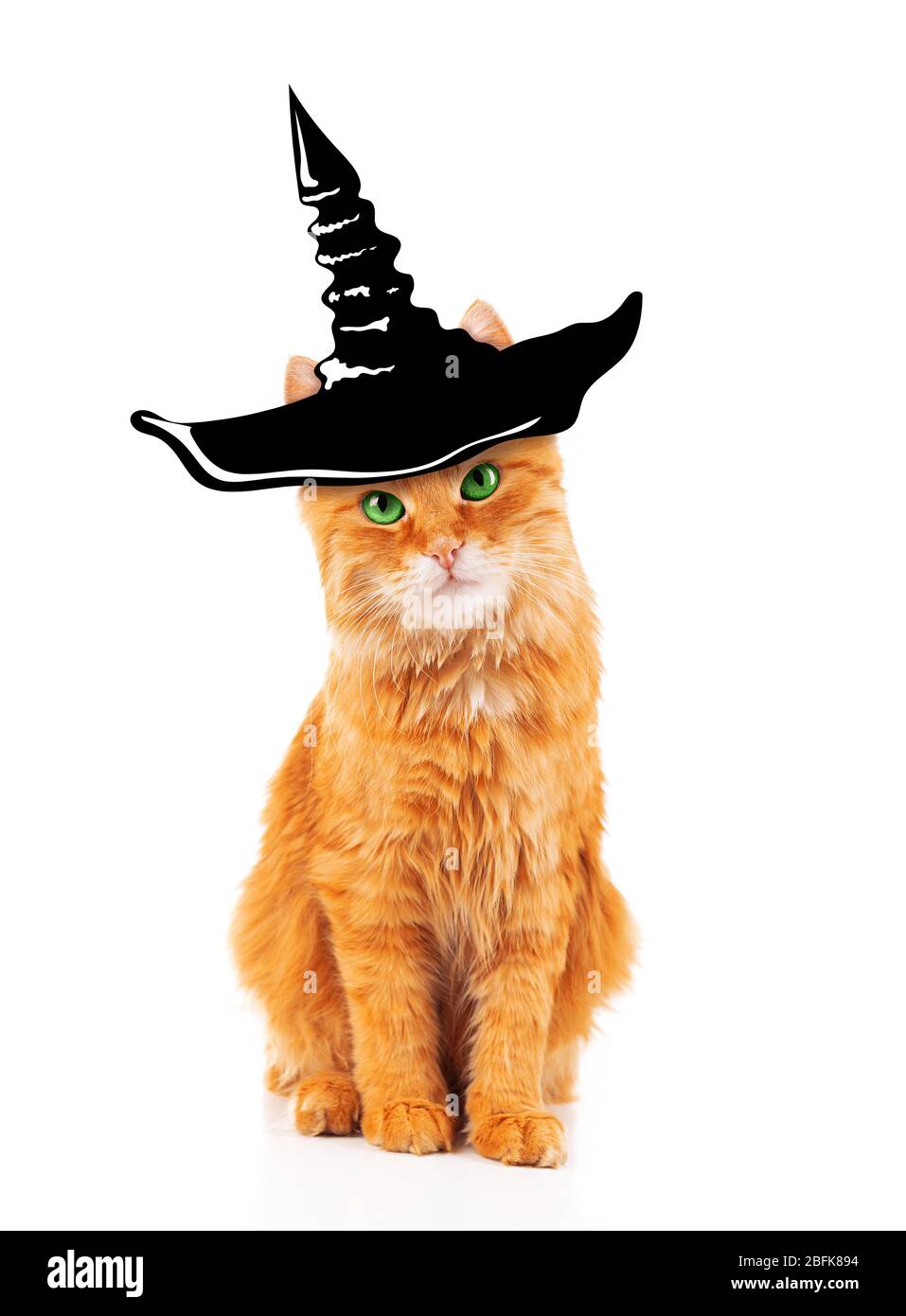 Cat with witch hat for halloween, isolated on white Stock Photo - Alamy
