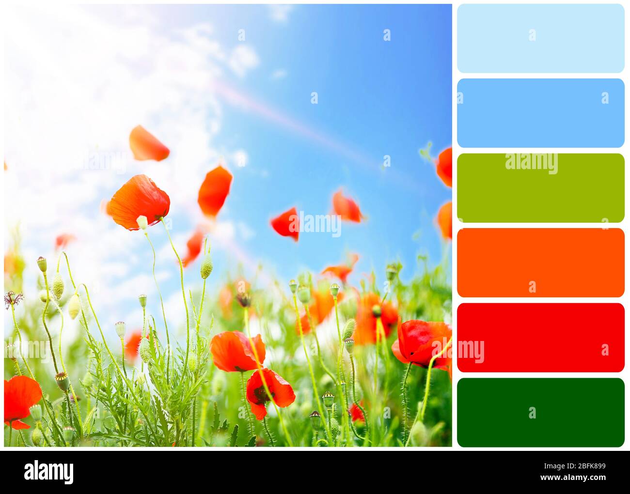 Poppy flowers in field and palette of colors Stock Photo - Alamy