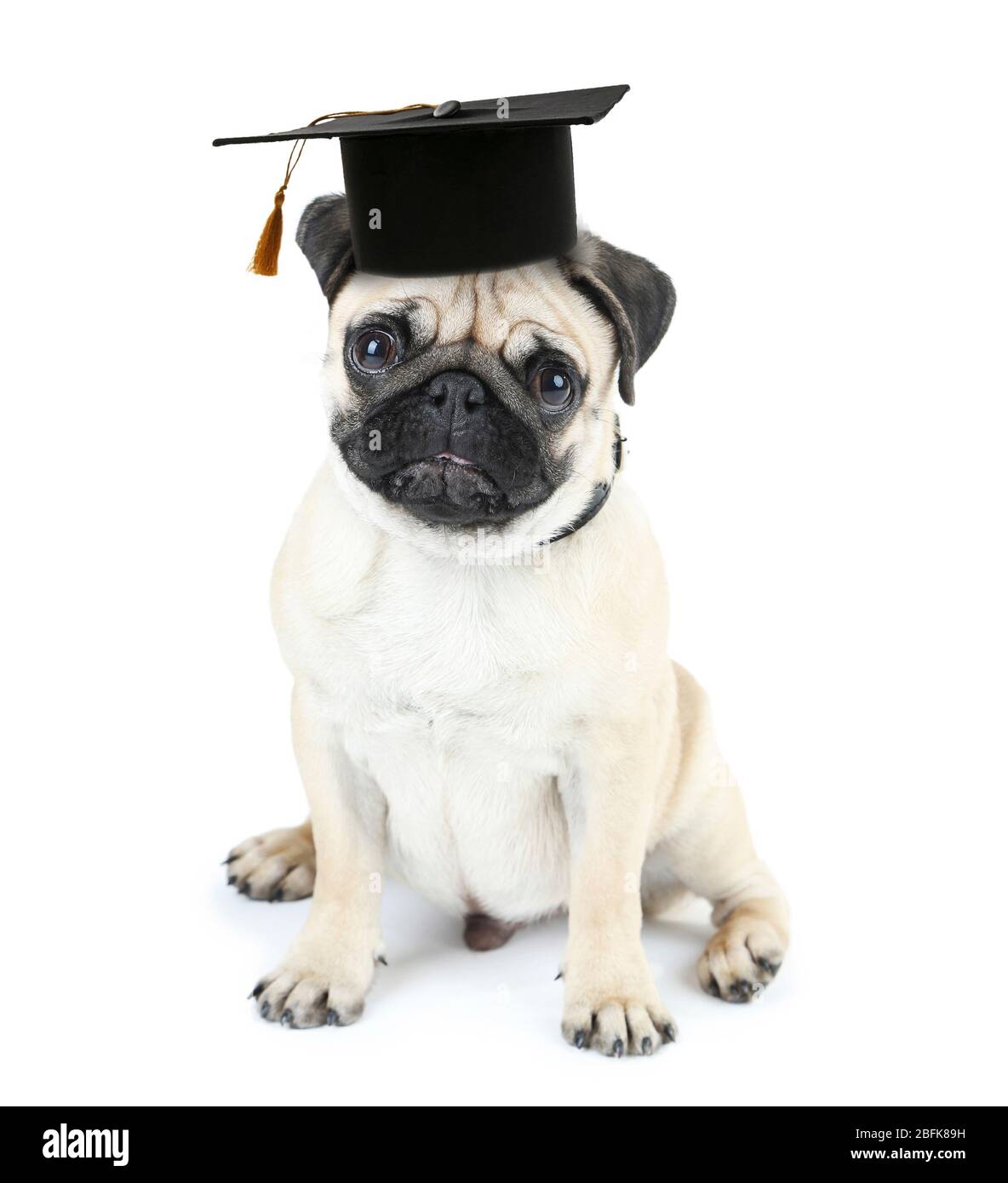 Cute dog with grad hat isolated on white - education concept Stock ...