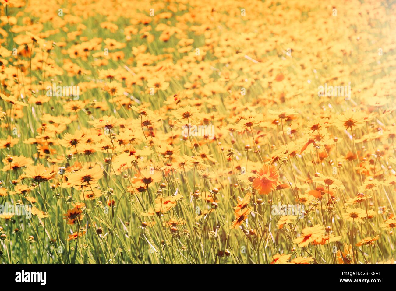 Cosmos flowers with sunlight Stock Photo - Alamy