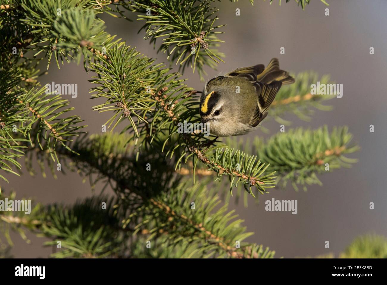 Male golden-crowned kinglet (Regulus satrapa) in spring Stock Photo - Alamy