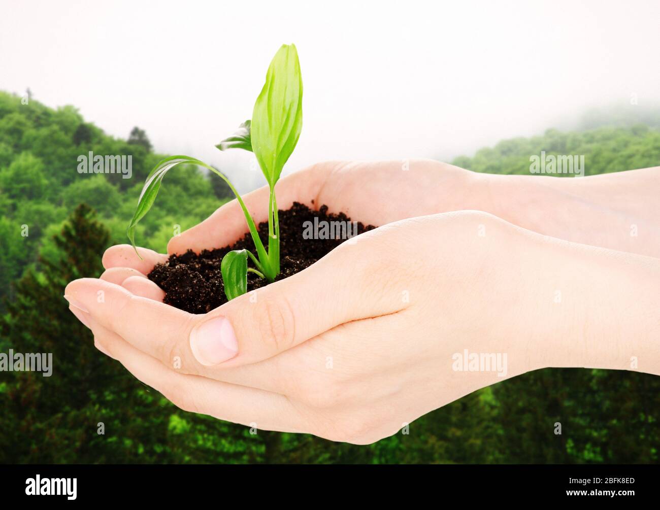 Female hand with soil and green plant on nature background Stock Photo ...