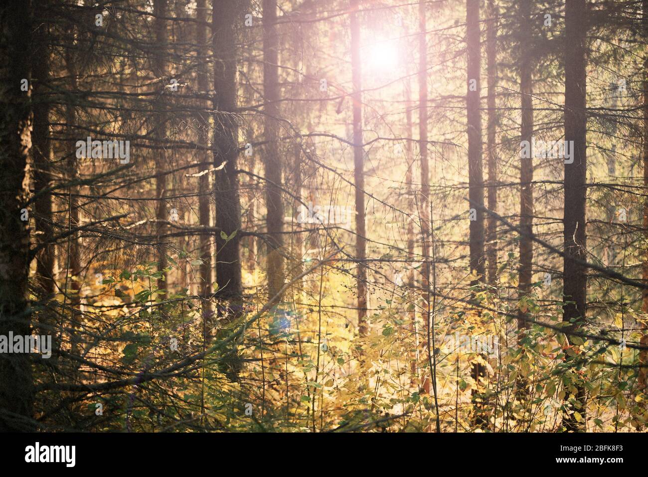 Trees in forest with sunlight Stock Photo - Alamy