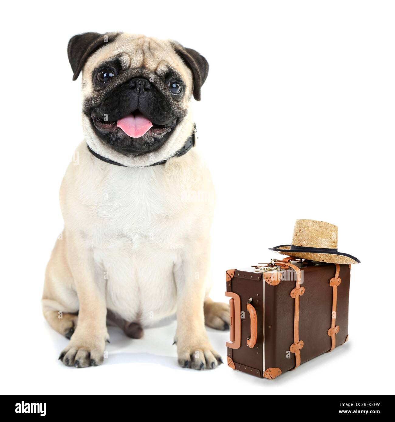 Funny dog tourist with suitcase and hat, isolated on white Stock Photo ...