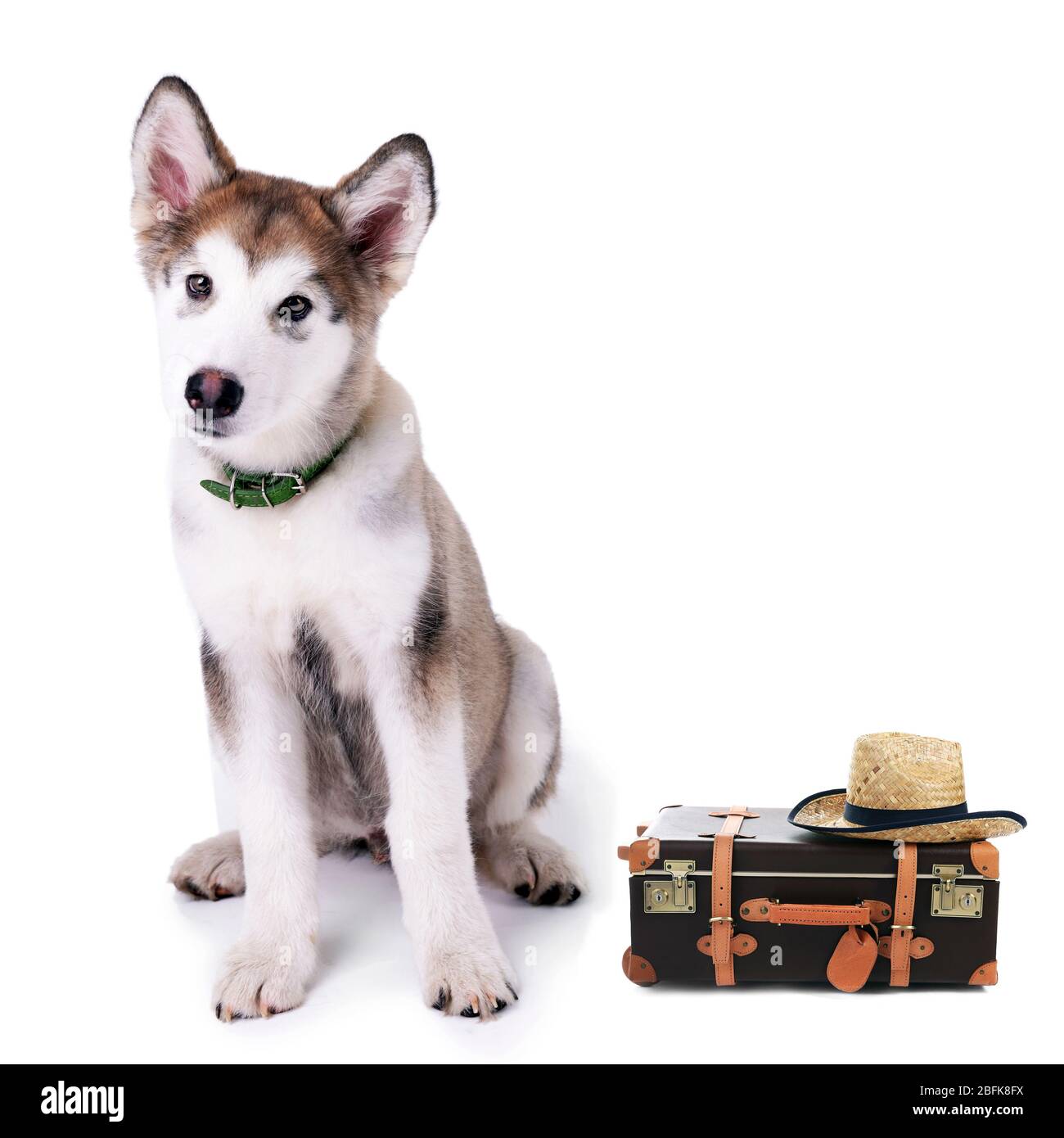 Funny dog tourist with suitcase and hat, isolated on white Stock Photo ...