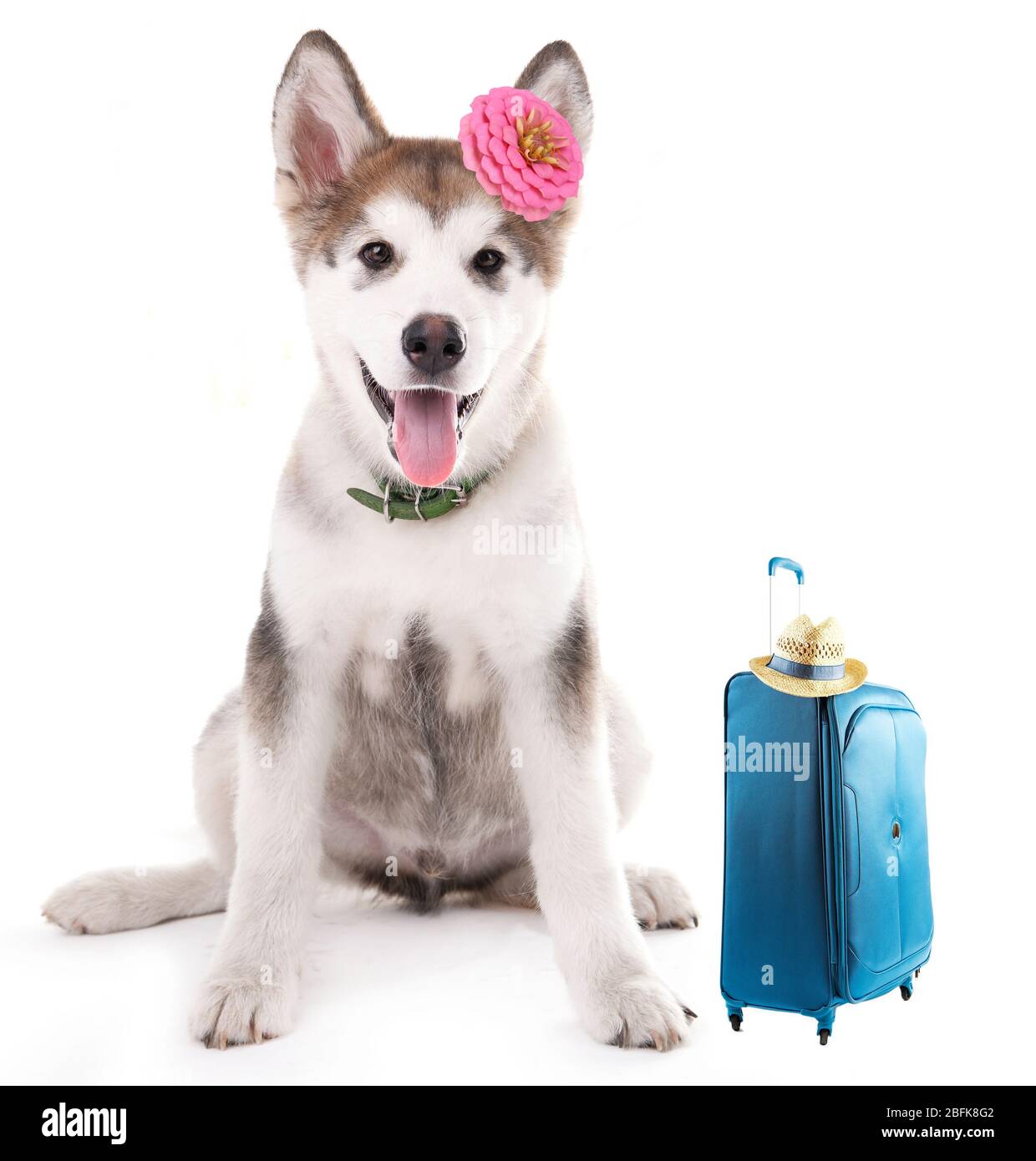 Funny dog tourist with suitcase, isolated on white Stock Photo - Alamy