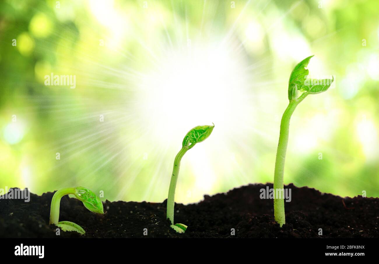 Bean seed germination different stages on nature background Stock Photo ...