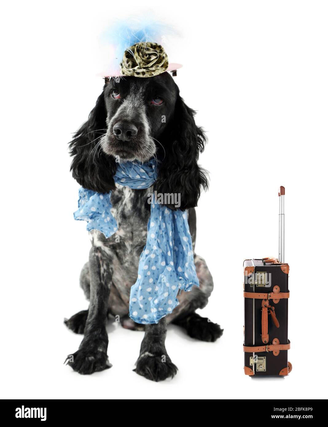 Funny dog tourist with suitcase and hat, isolated on white Stock Photo ...