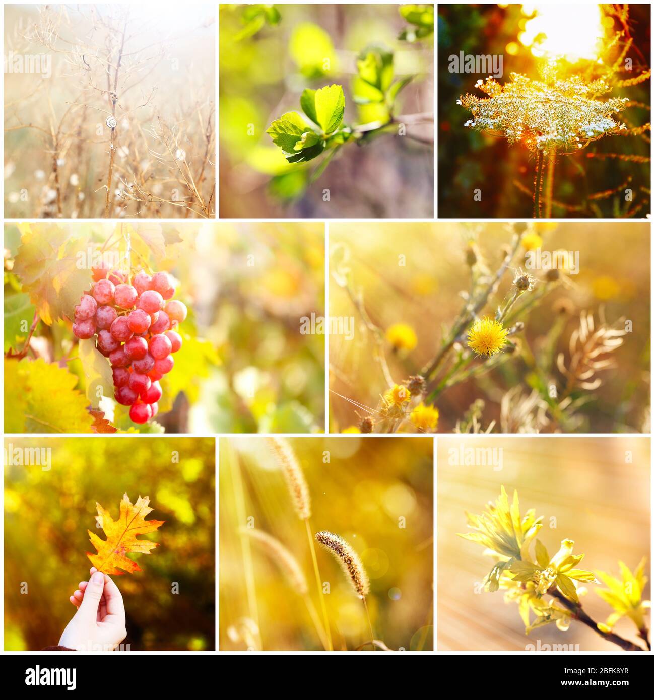 Beautiful nature collage Stock Photo - Alamy