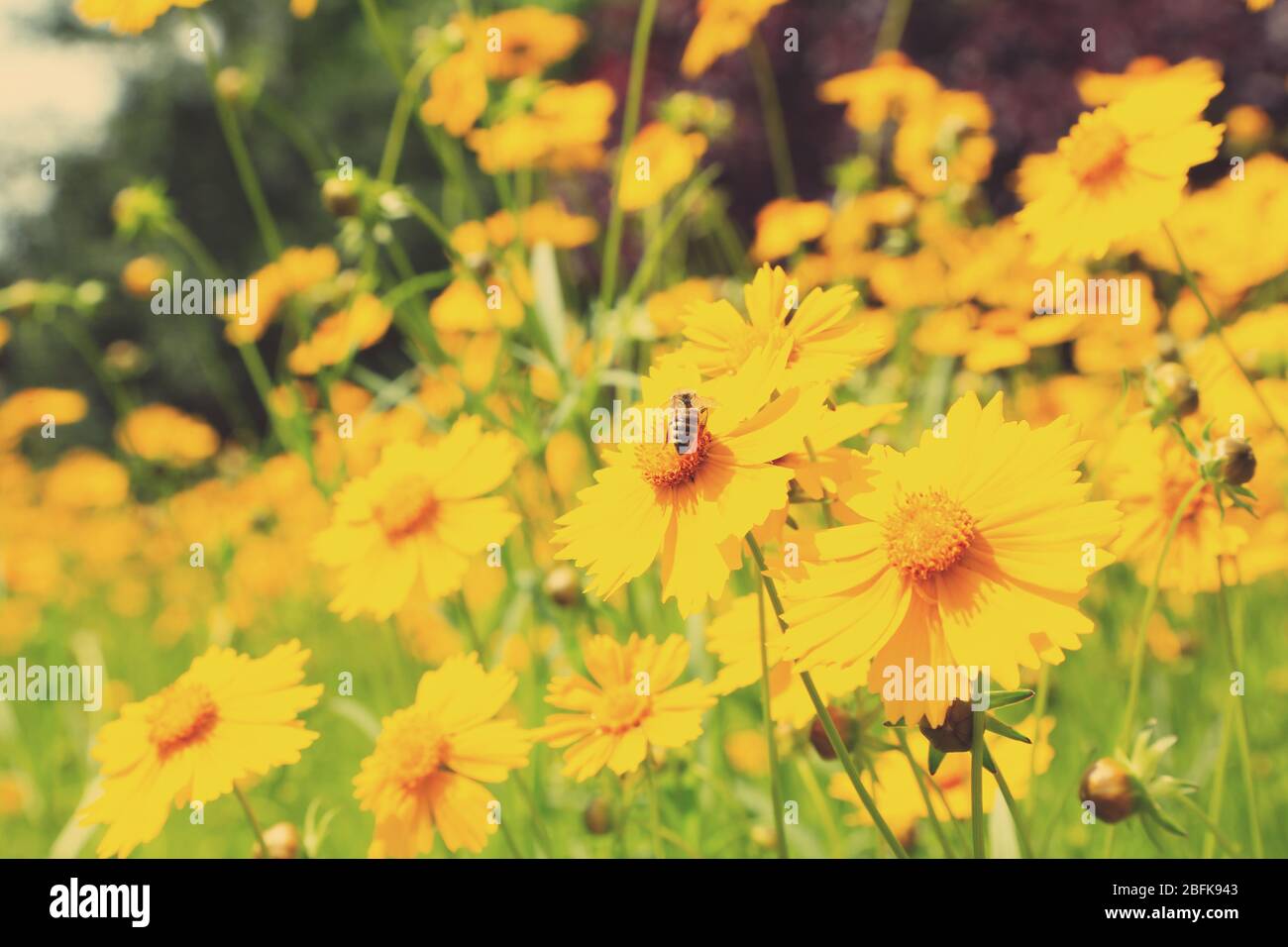 Beautiful cosmos flowers in the field with sunlight Stock Photo - Alamy