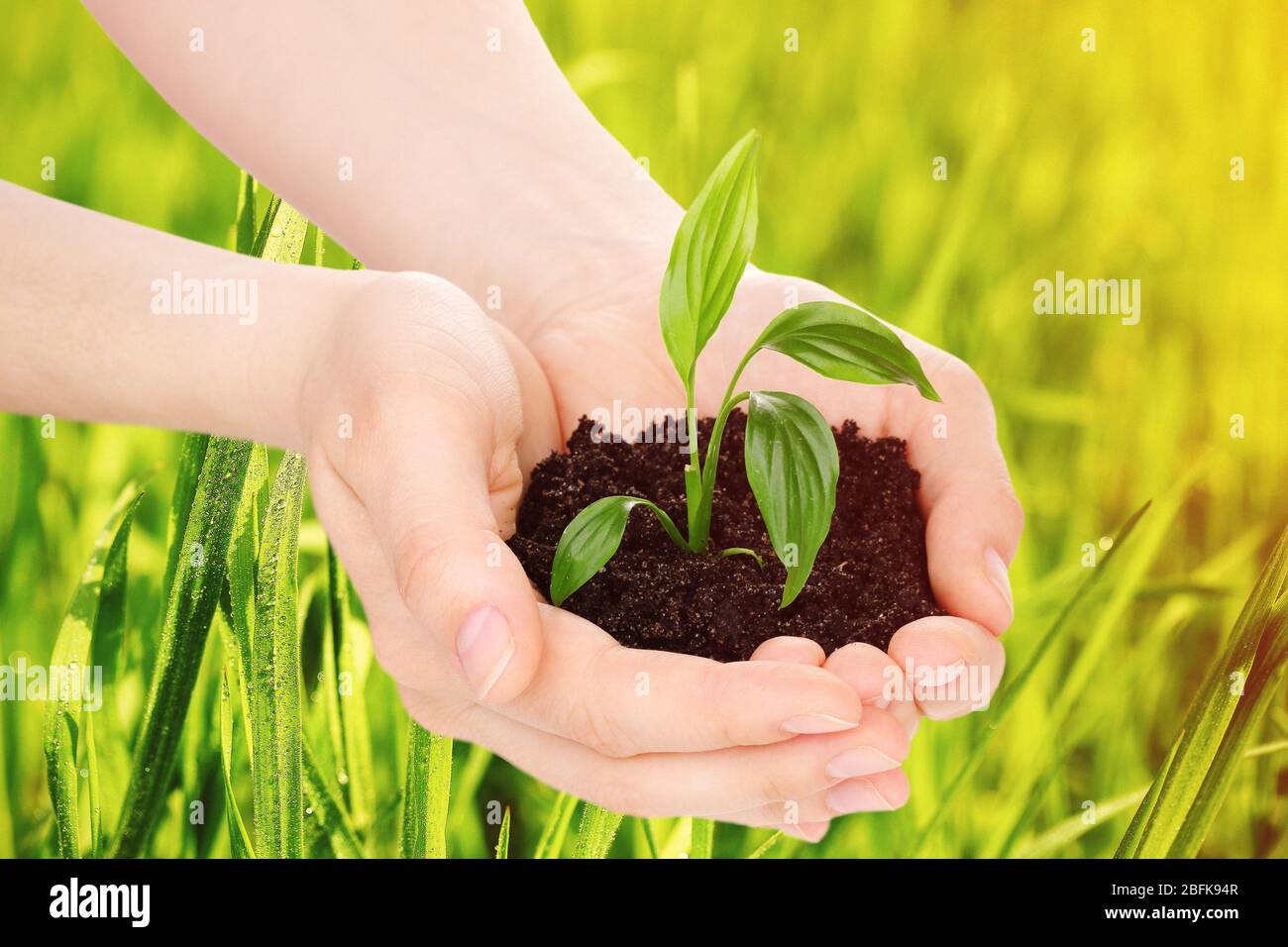 Young plant in hands with soil on green grass background Stock Photo ...