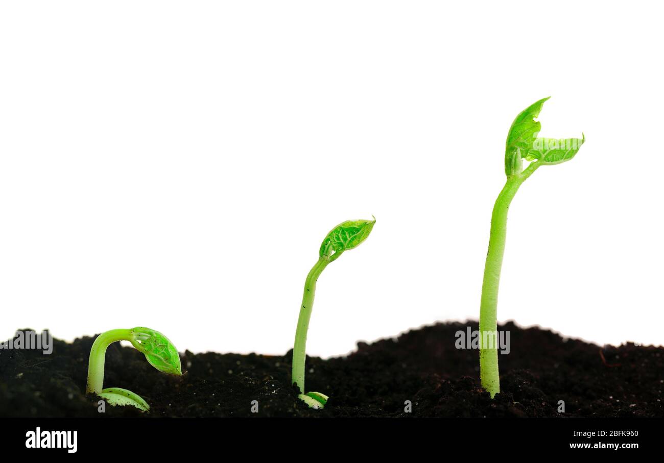 Bean seed germination different stages isolated on white Stock Photo ...