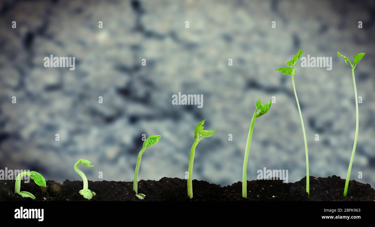 Bean seed germination different stages on soil background Stock Photo ...