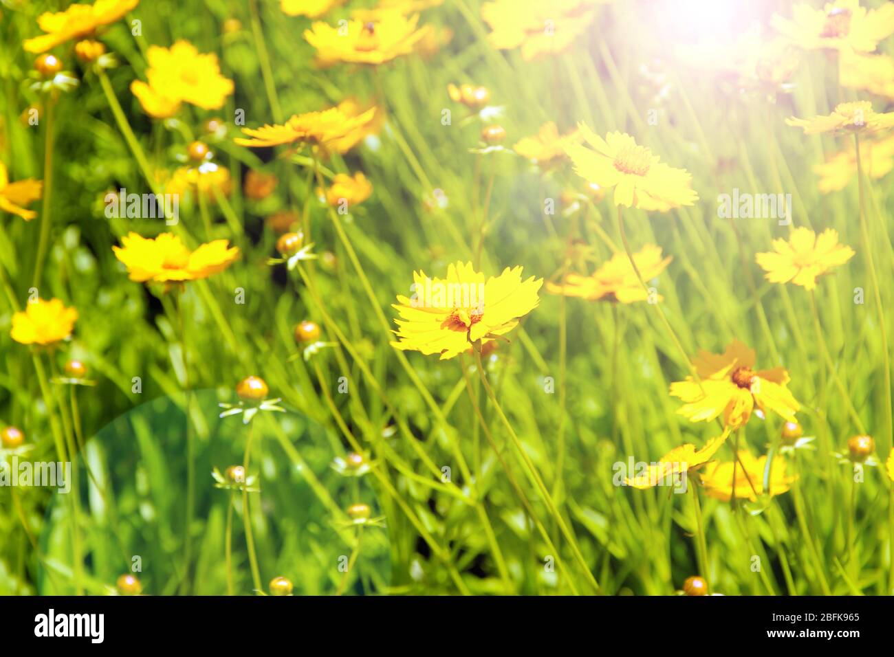 Cosmos flowers with sunlight Stock Photo - Alamy