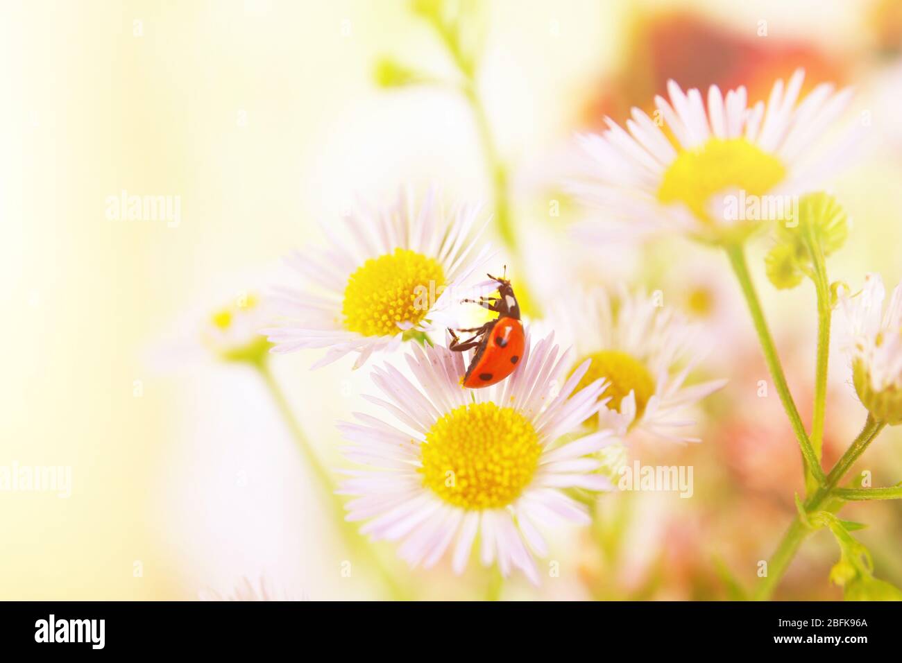 Ladybug on flower, closeup Stock Photo - Alamy