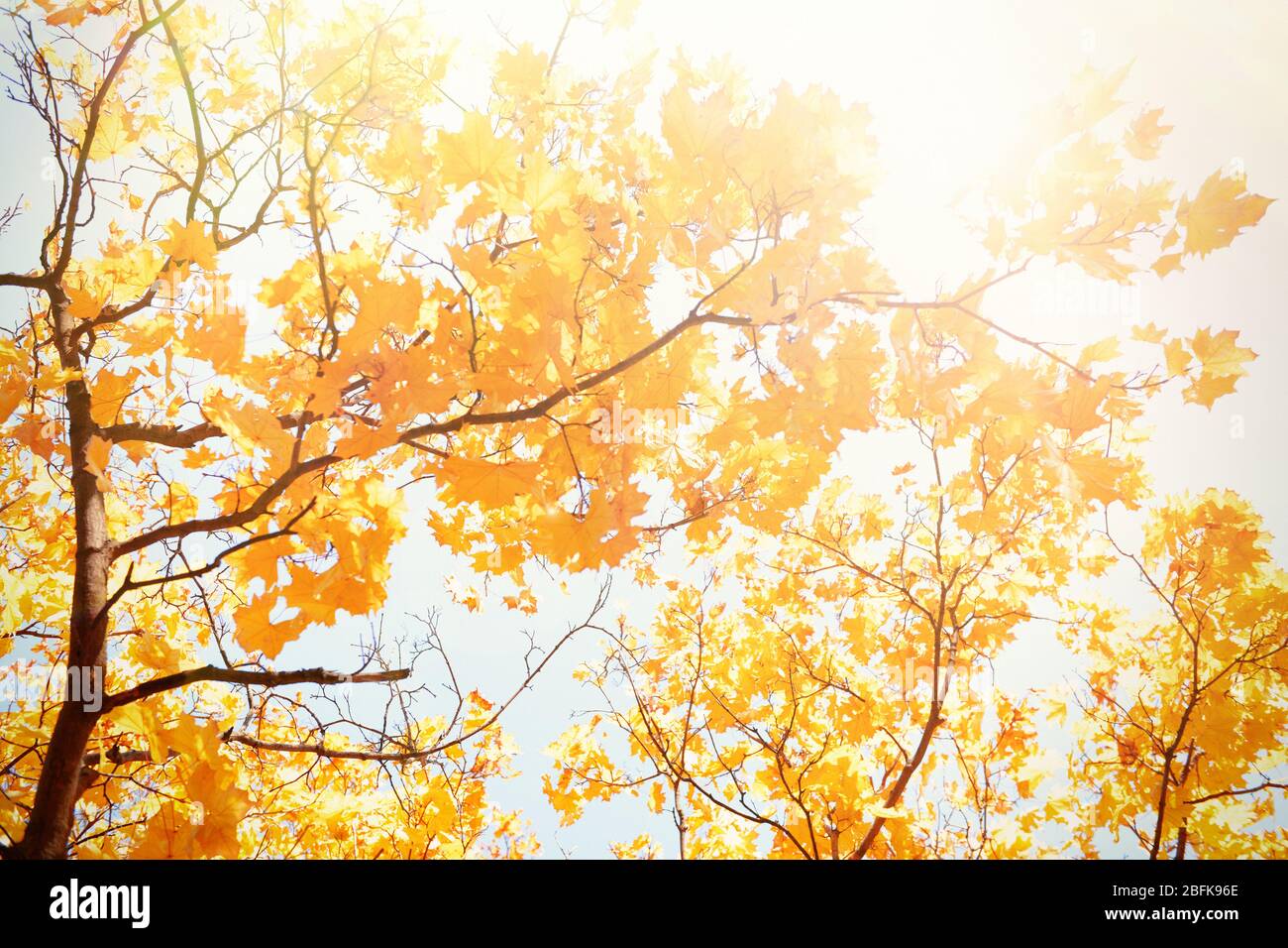 Autumn tree with sunlight Stock Photo - Alamy