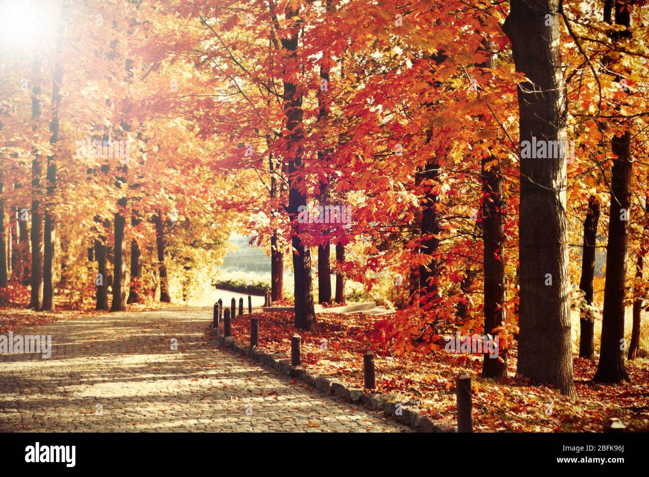 Beautiful autumn trees with sunlight in park Stock Photo - Alamy