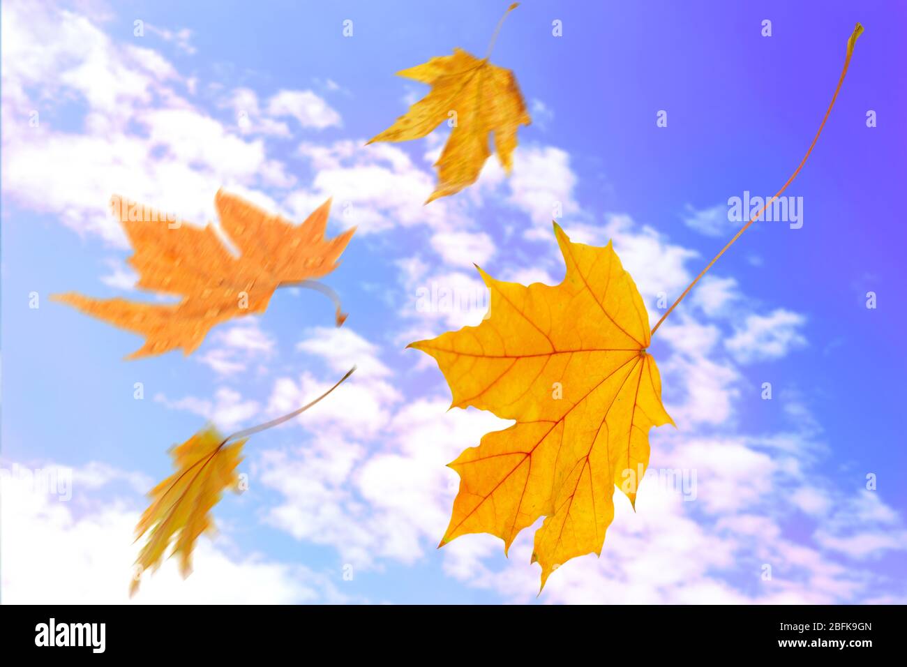 Beautiful golden tree leaf blowing hi-res stock photography and images ...