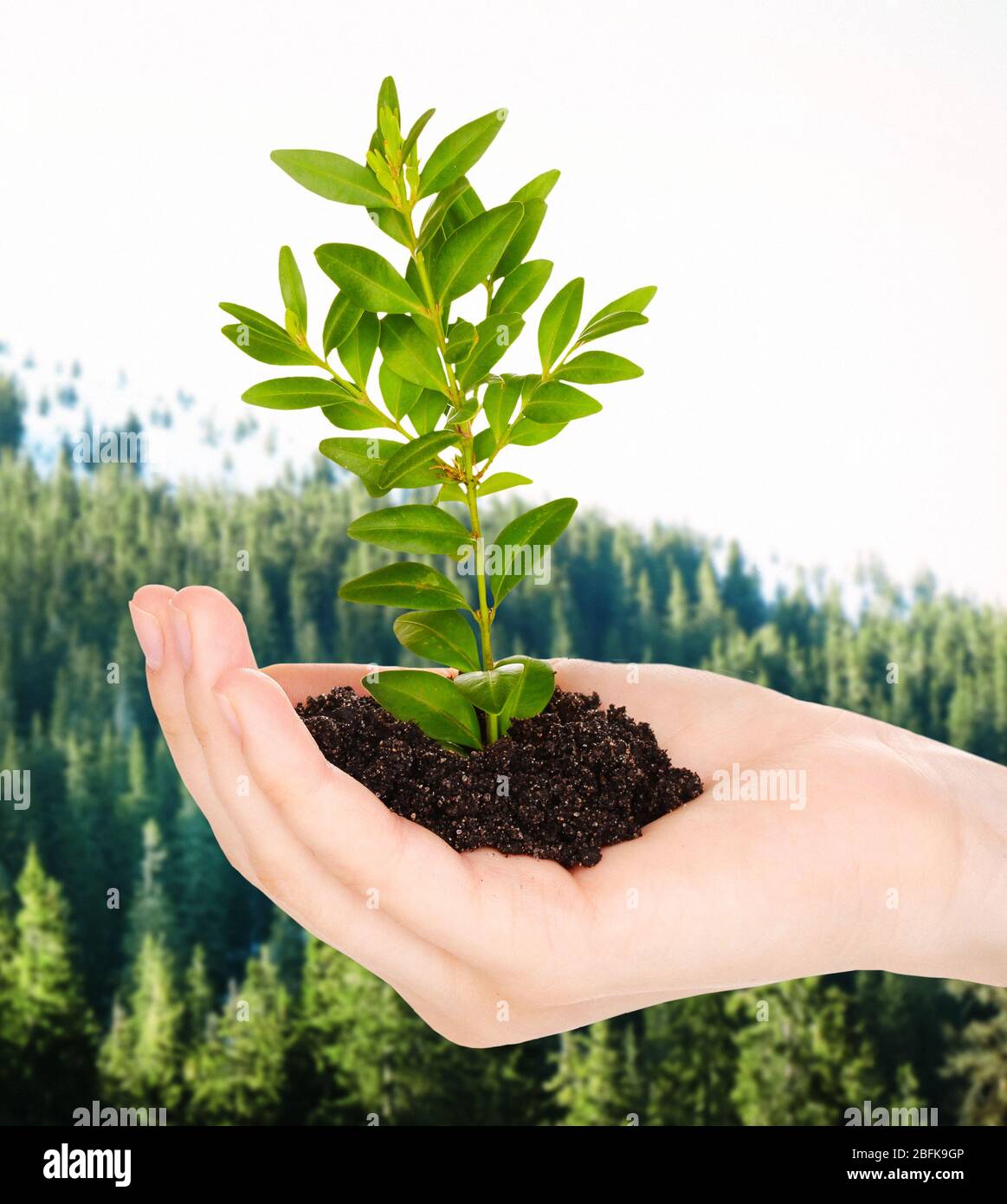 Female hand with soil and green plant on nature background Stock Photo ...