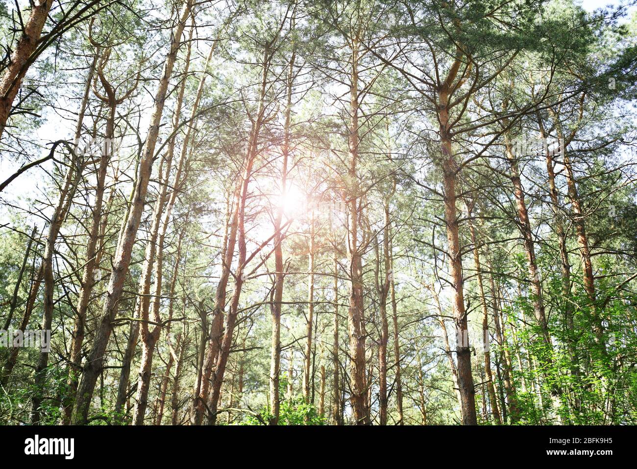 Tall trees with sunlight in forest grove Stock Photo - Alamy