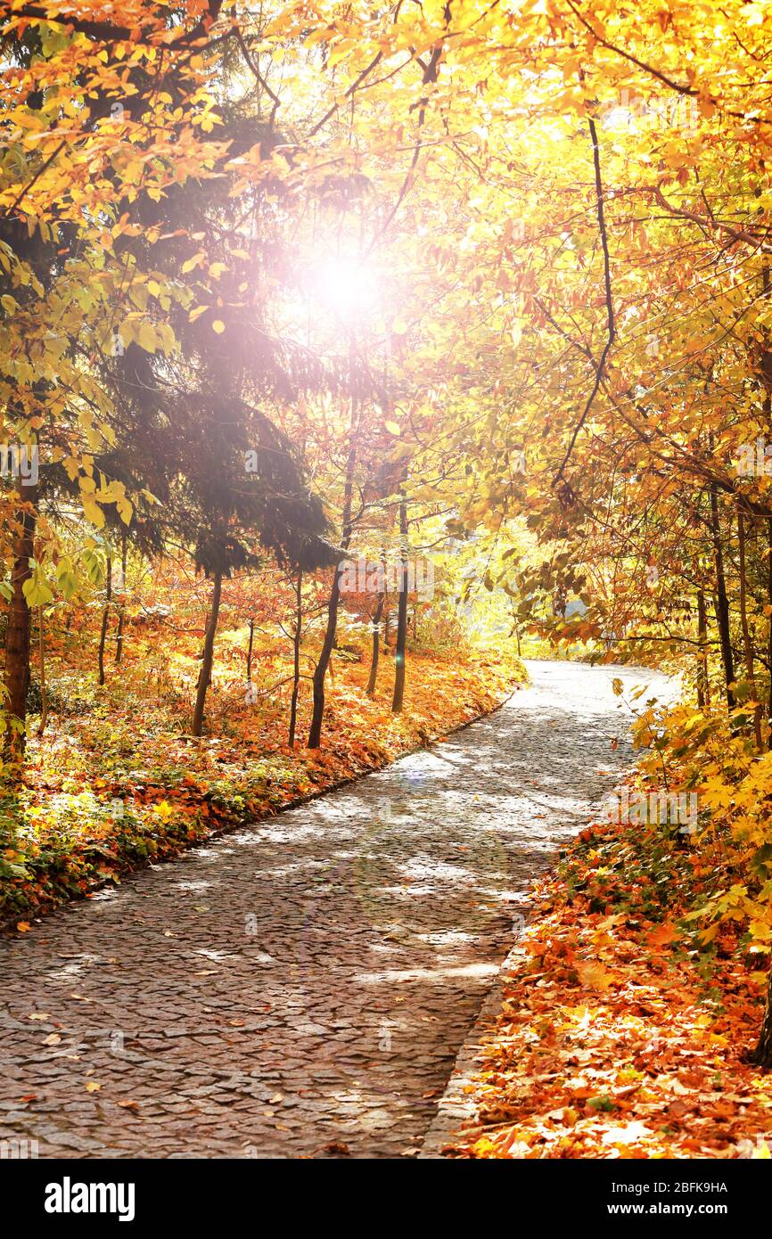 Beautiful autumn trees with sunlight in park Stock Photo - Alamy