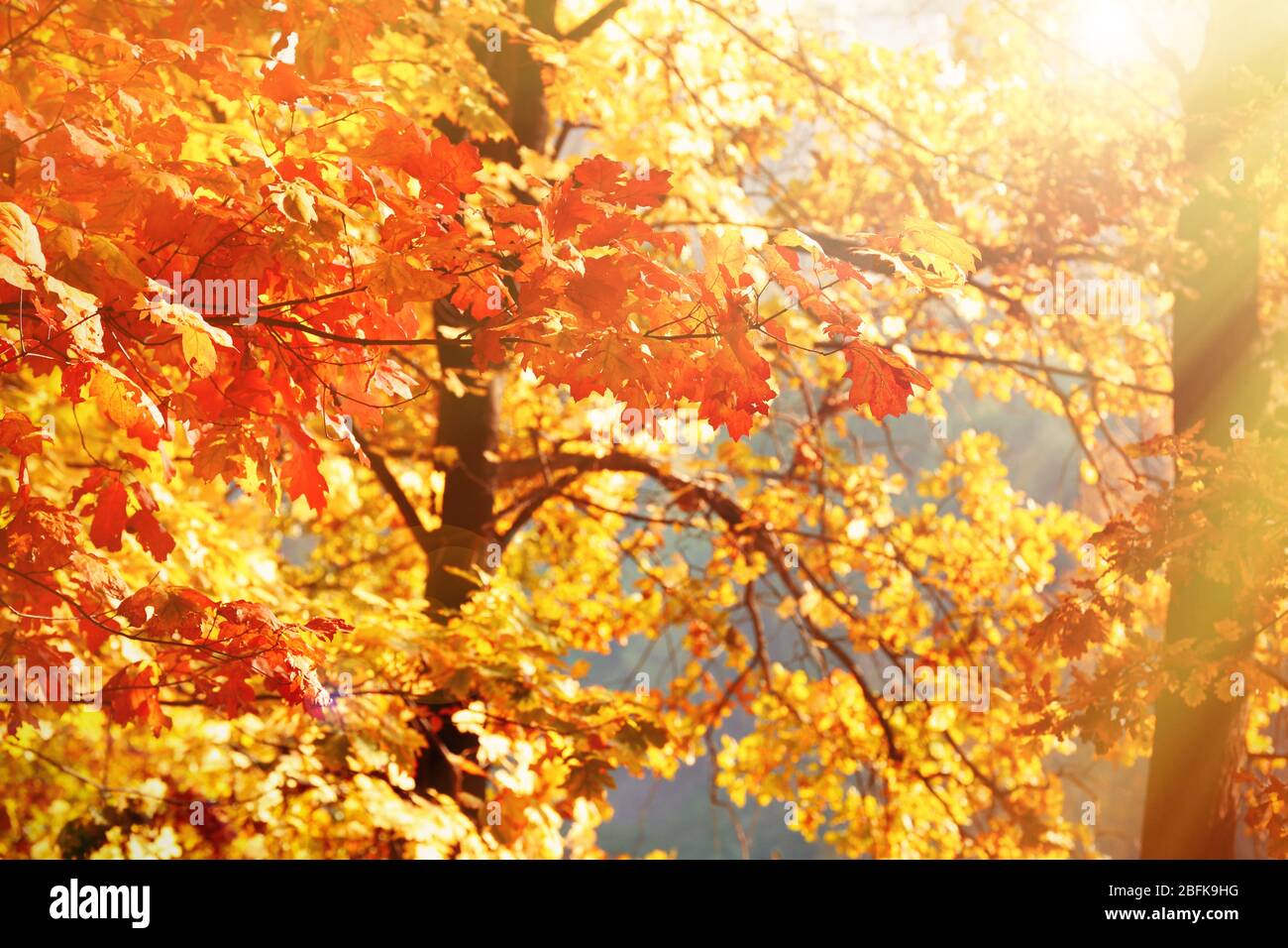 Beautiful autumn tree with sunlight Stock Photo - Alamy