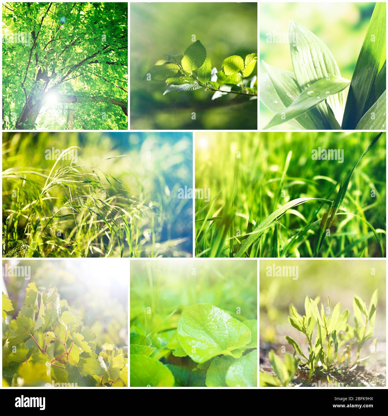 Beautiful nature collage with green leaves Stock Photo - Alamy