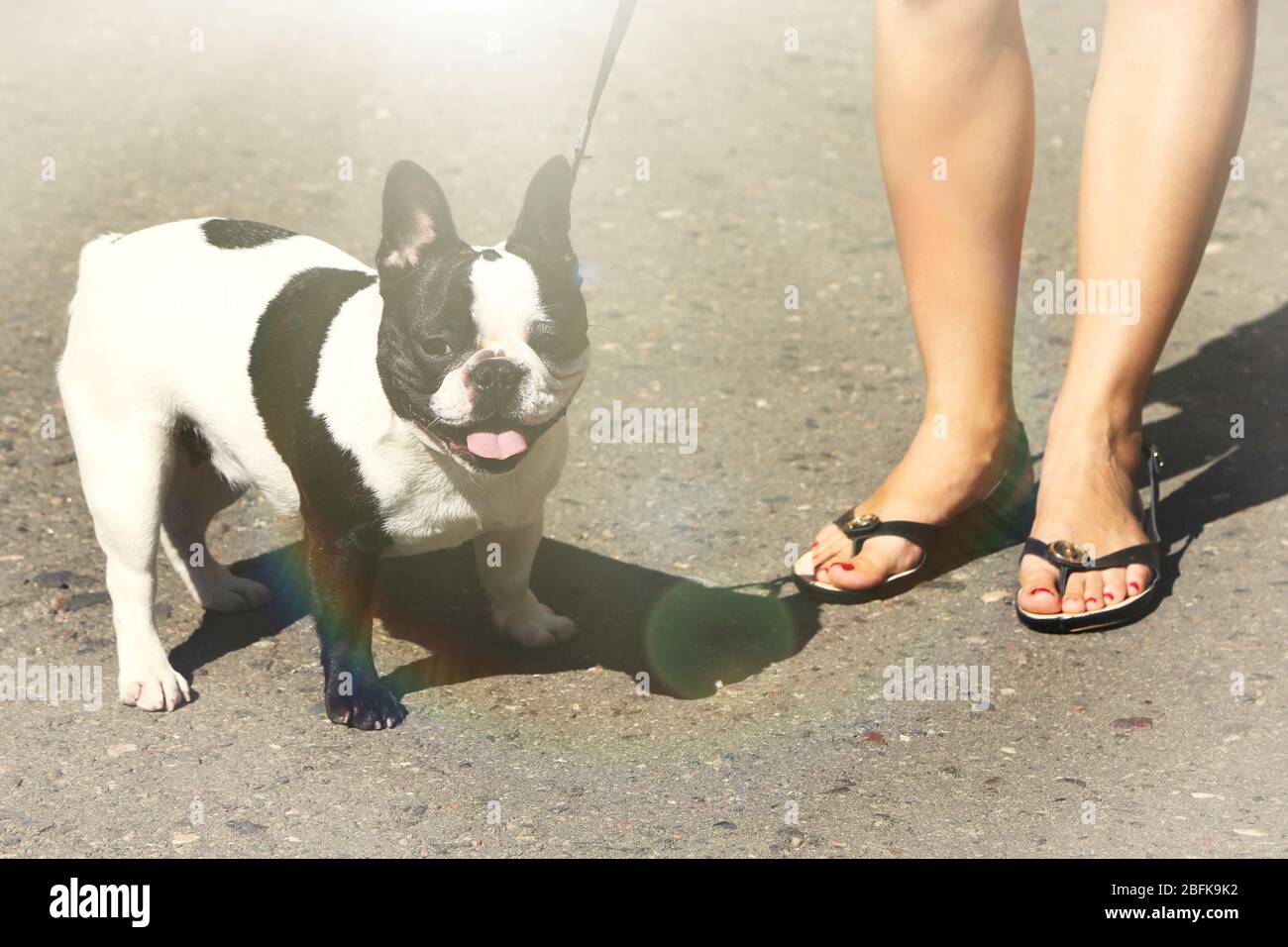 Cute French bulldog dog with owner outdoors Stock Photo - Alamy