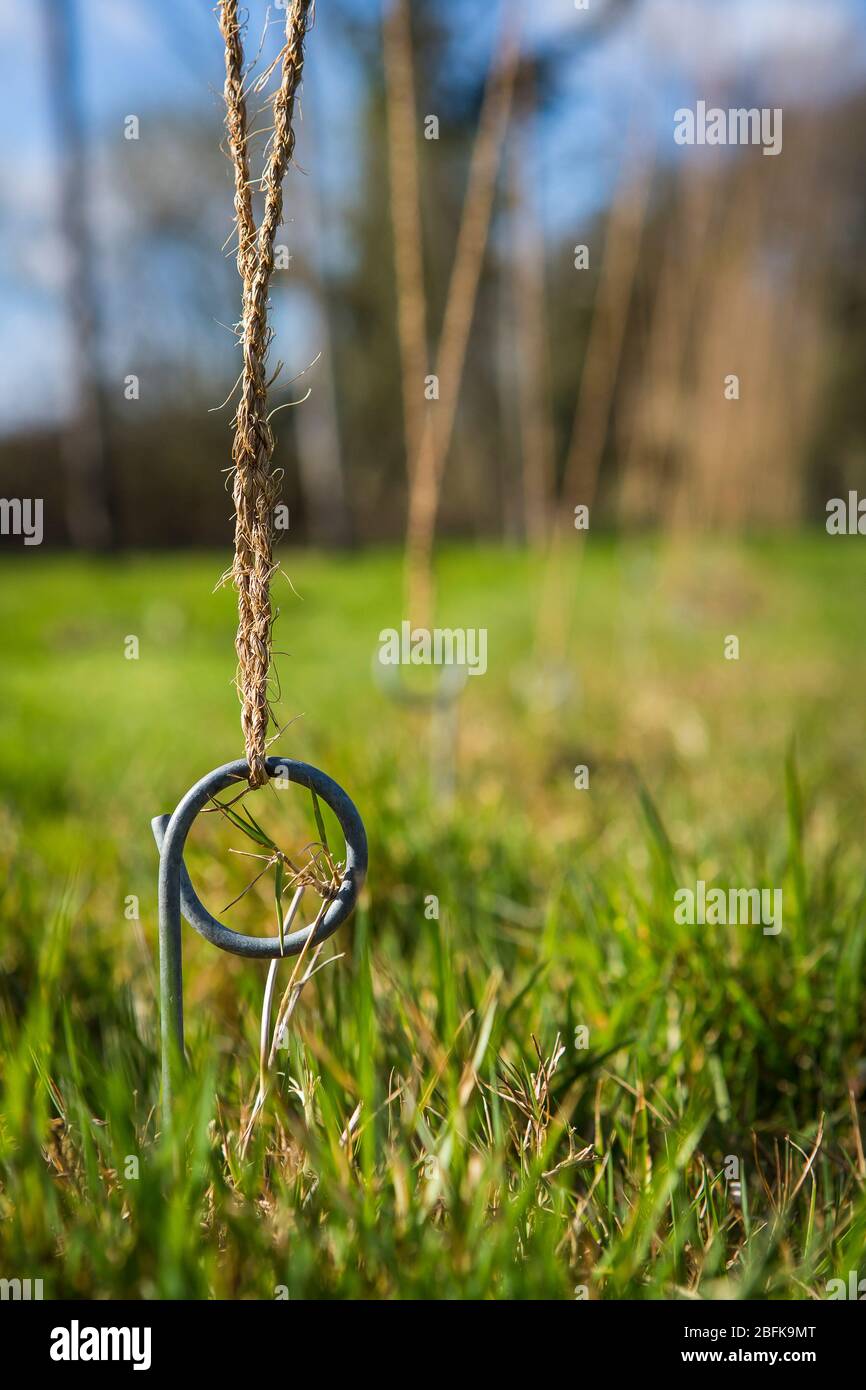 Traditional hop stringing at Larkins Brewery award winning brewery and ...