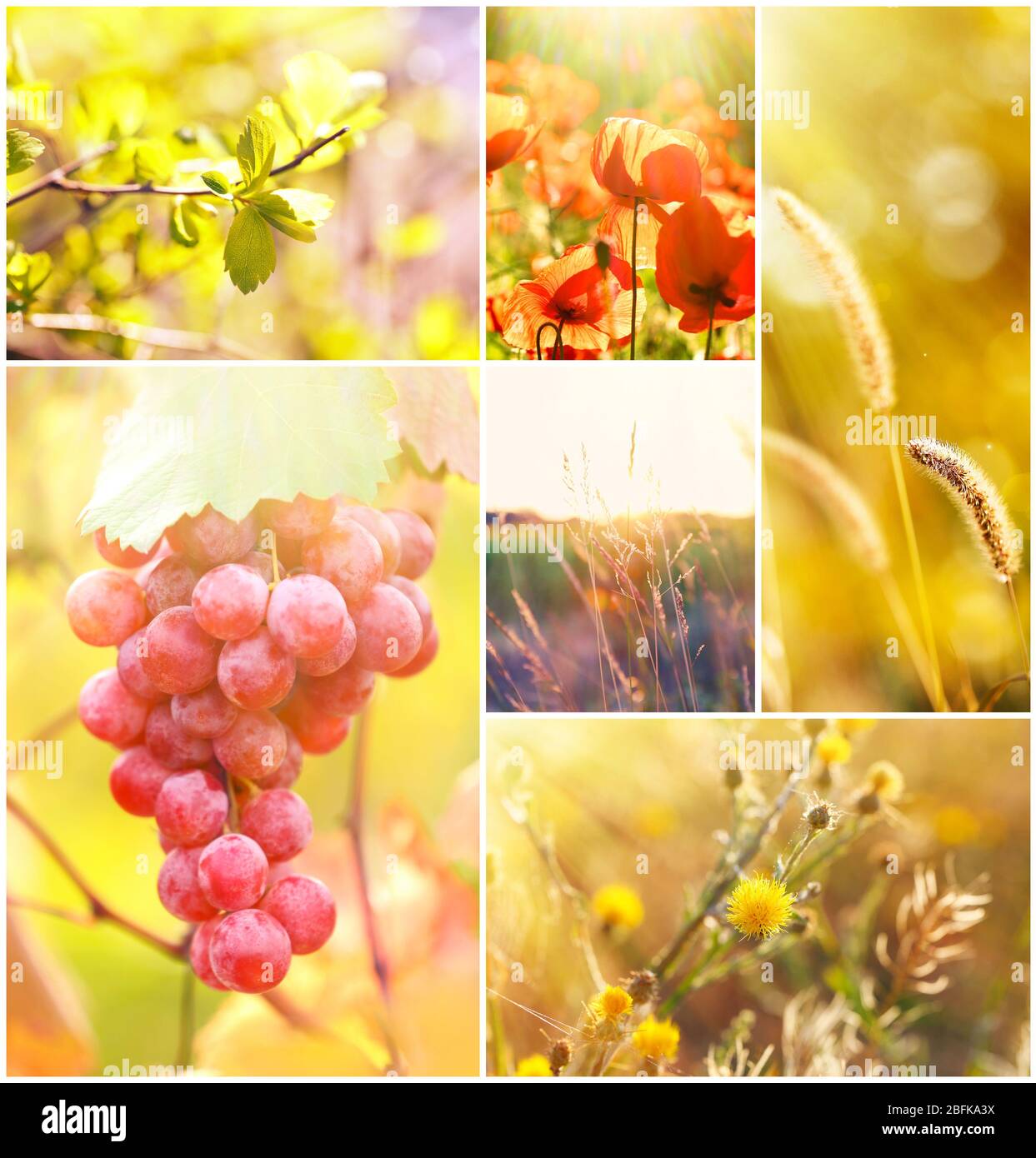 Beautiful nature collage Stock Photo - Alamy