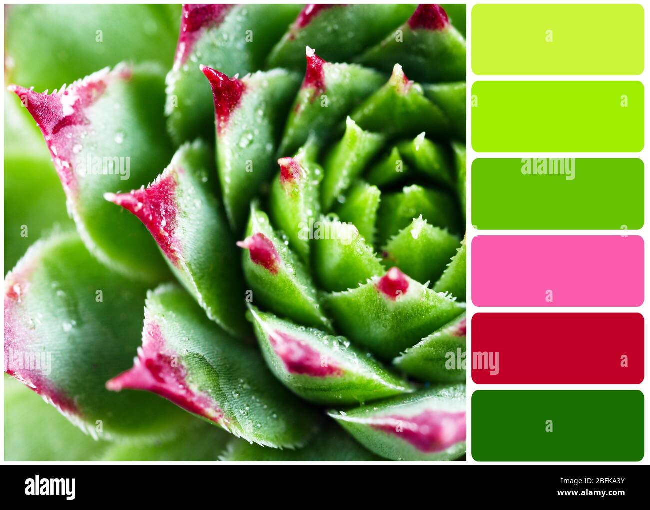 Beautiful succulent plant with water drops and palette of colors Stock ...