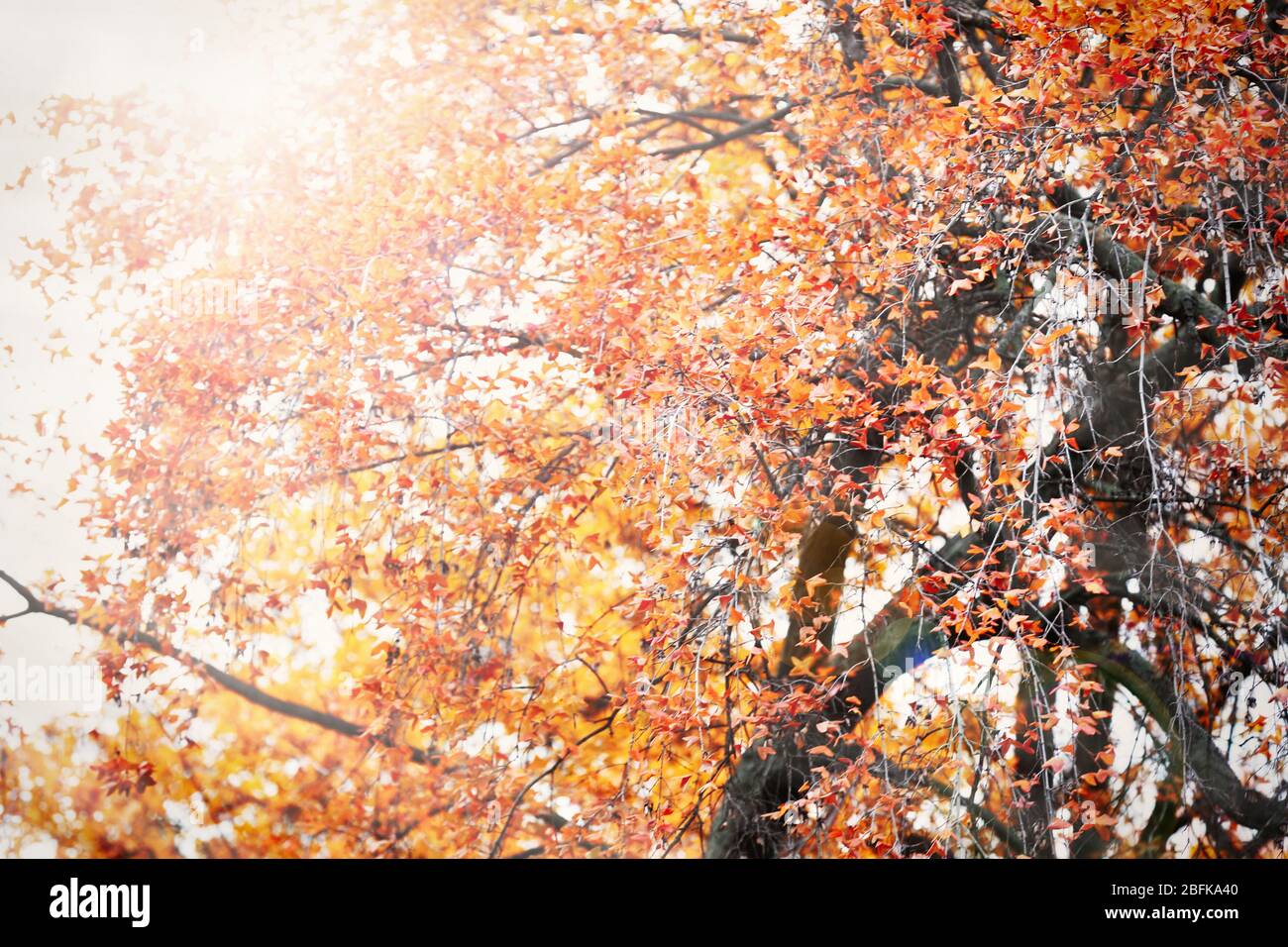 Beautiful autumn trees with sunlight Stock Photo - Alamy