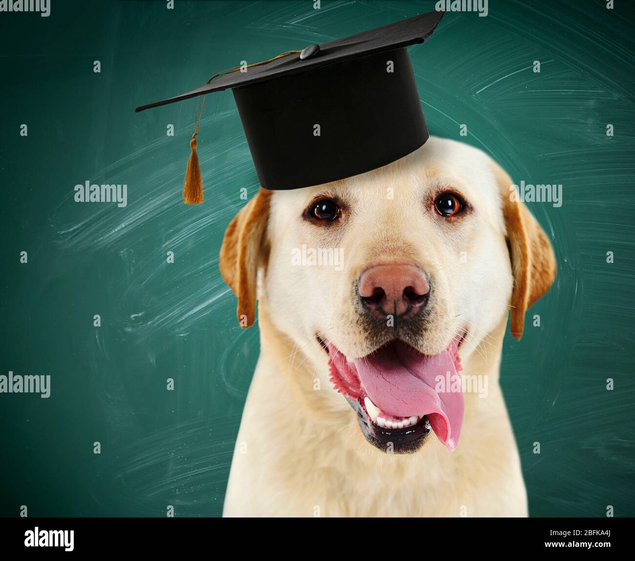 Cute dog with grad hat near blackboard- education concept Stock Photo ...