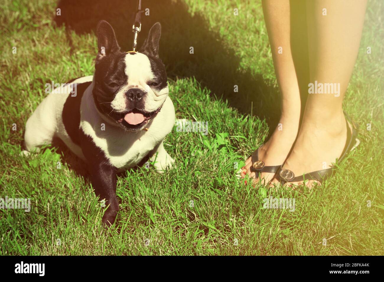 Cute French bulldog dog with owner outdoors Stock Photo - Alamy
